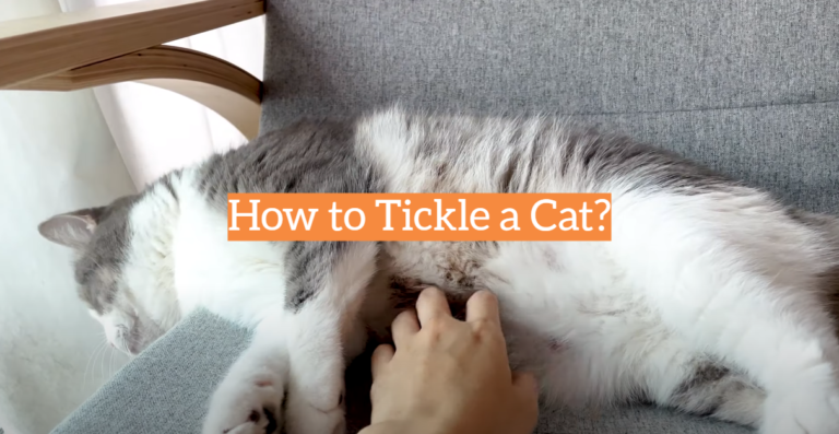 How to Tickle a Cat? - KittenWiki