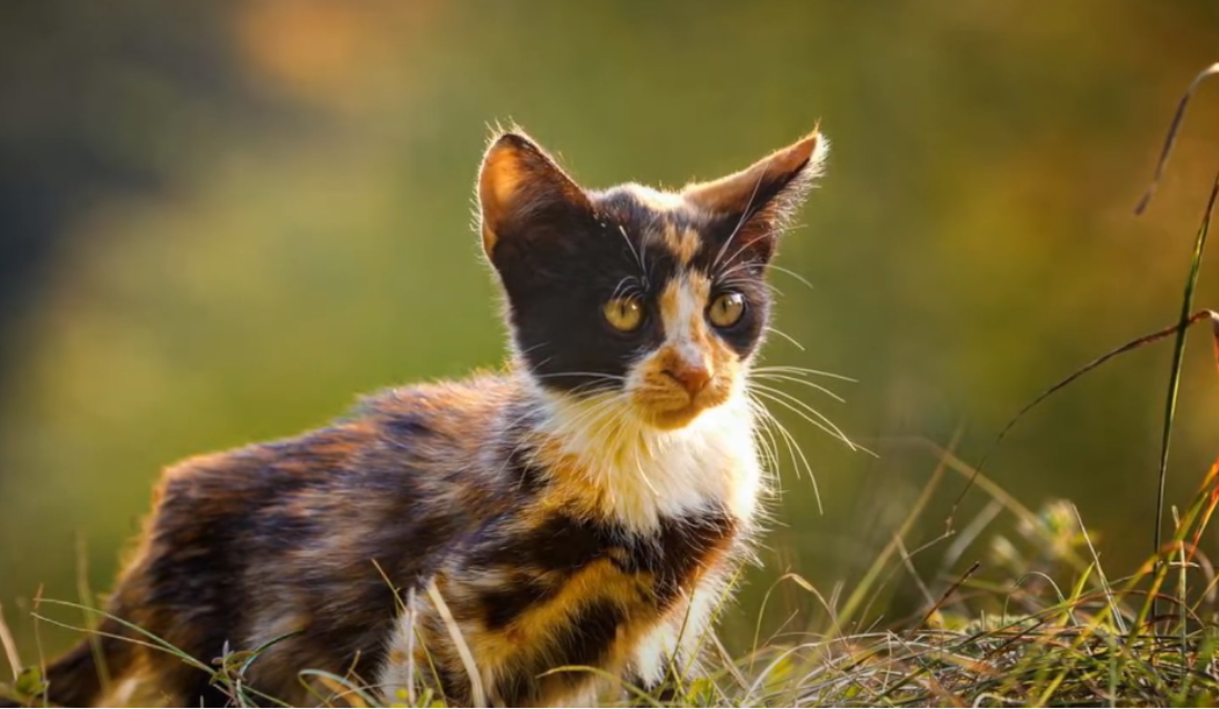 Old Lady Cat Names - KittenWiki