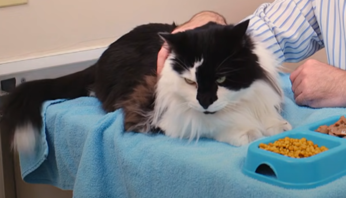 What Eats Cats in the Food Chain? - KittenWiki