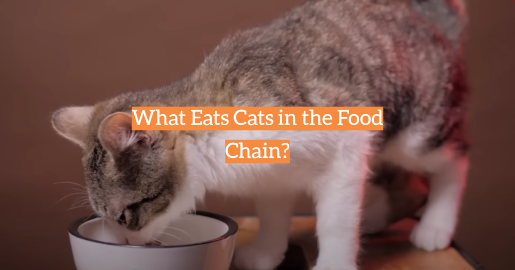 What Eats Cats in the Food Chain? - KittenWiki