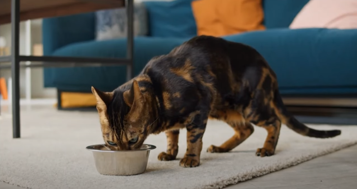 What Eats Cats in the Food Chain? - KittenWiki