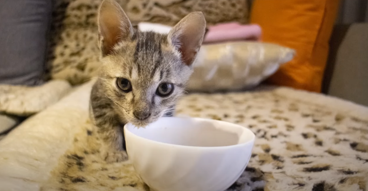 What Eats Cats in the Food Chain? - KittenWiki