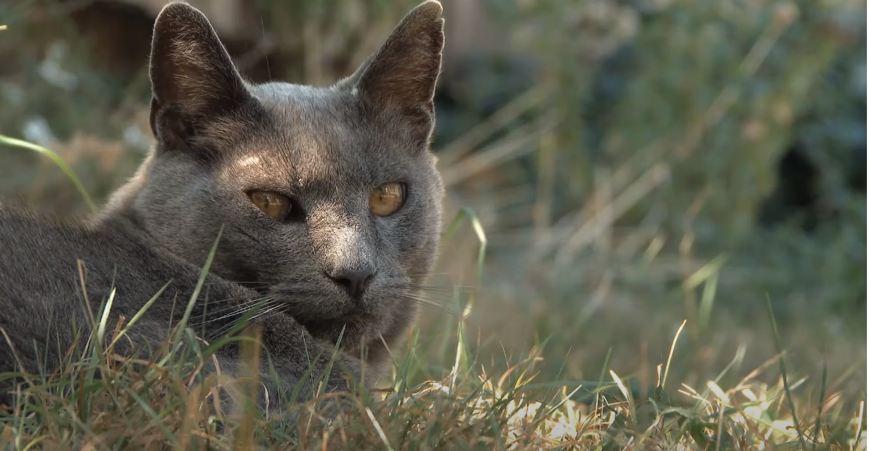 When Do Kittens Calm Down? - KittenWiki