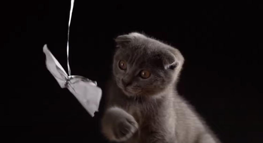 When Do Kittens Calm Down? - KittenWiki