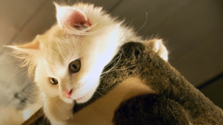 When Do Kittens Calm Down? - KittenWiki