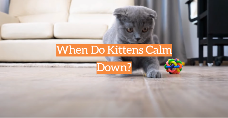 When Do Kittens Calm Down? - KittenWiki