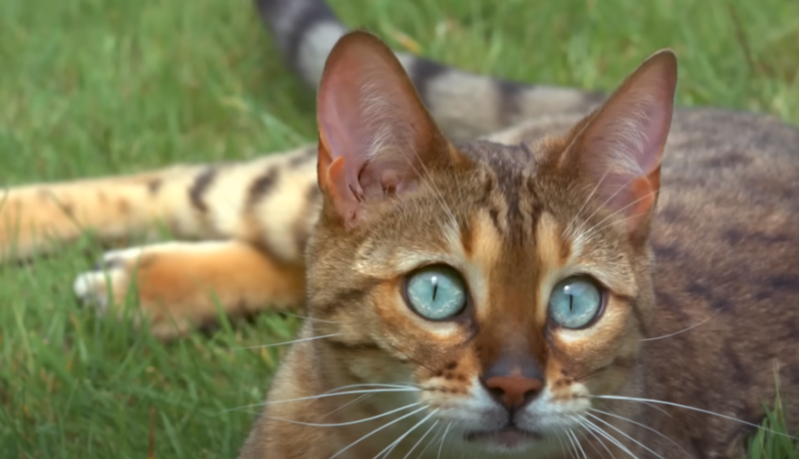 Why Do Cats Eat Their Whiskers? - KittenWiki