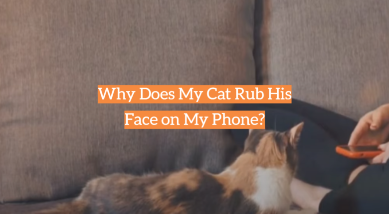 Why Does My Cat Rub His Face on My Phone? - KittenWiki