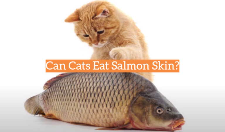 Can Cats Eat Salmon Skin? - KittenWiki