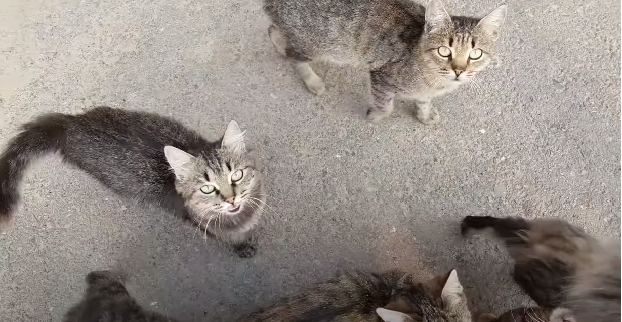 Do Cats Know When You're Crying? - KittenWiki