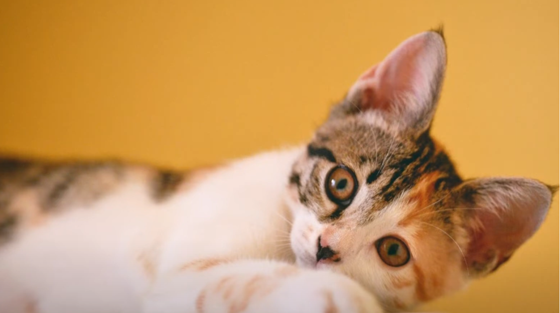 Girl Cat Names That Start With B - KittenWiki