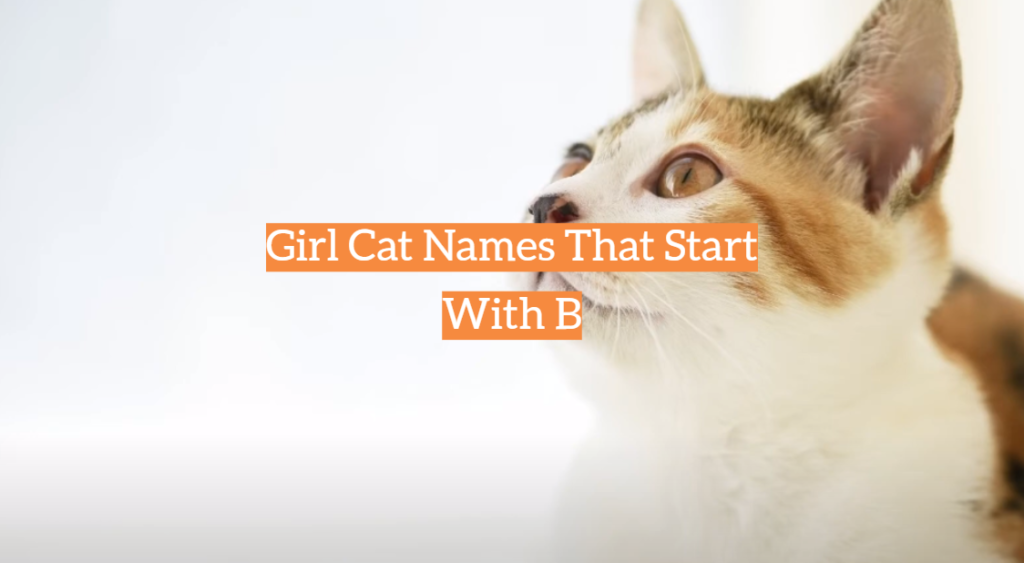 Girl Cat Names That Start With B - KittenWiki