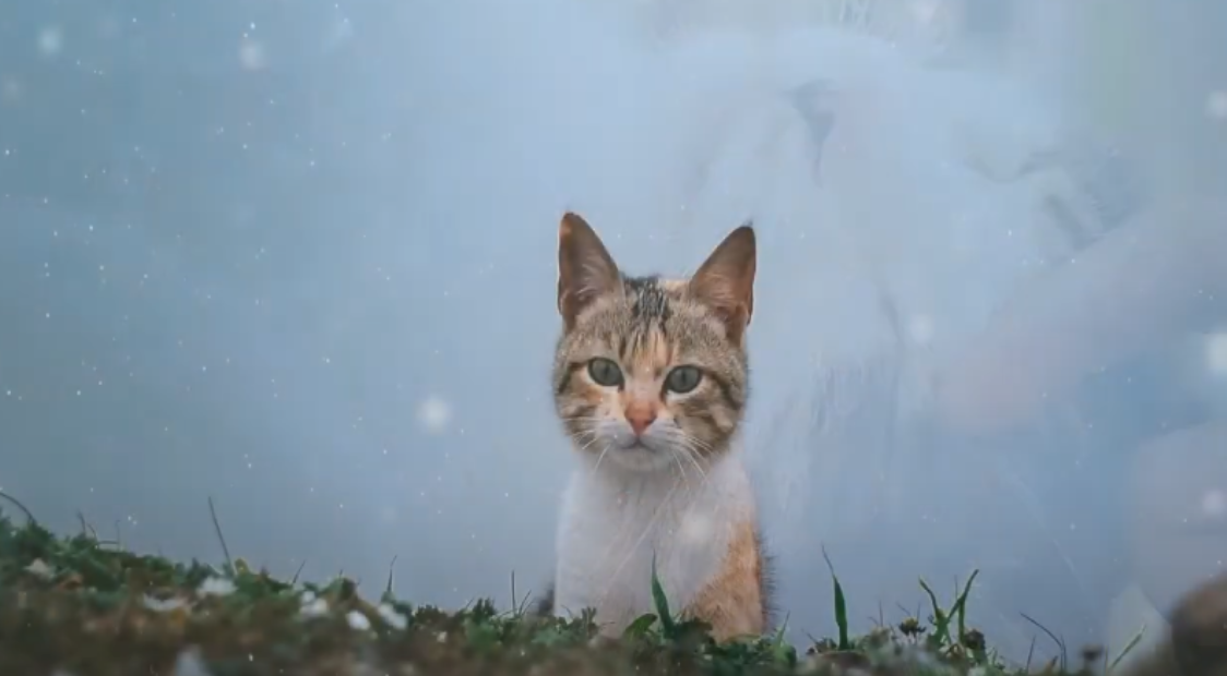 Girl Cat Names That Start With B - KittenWiki
