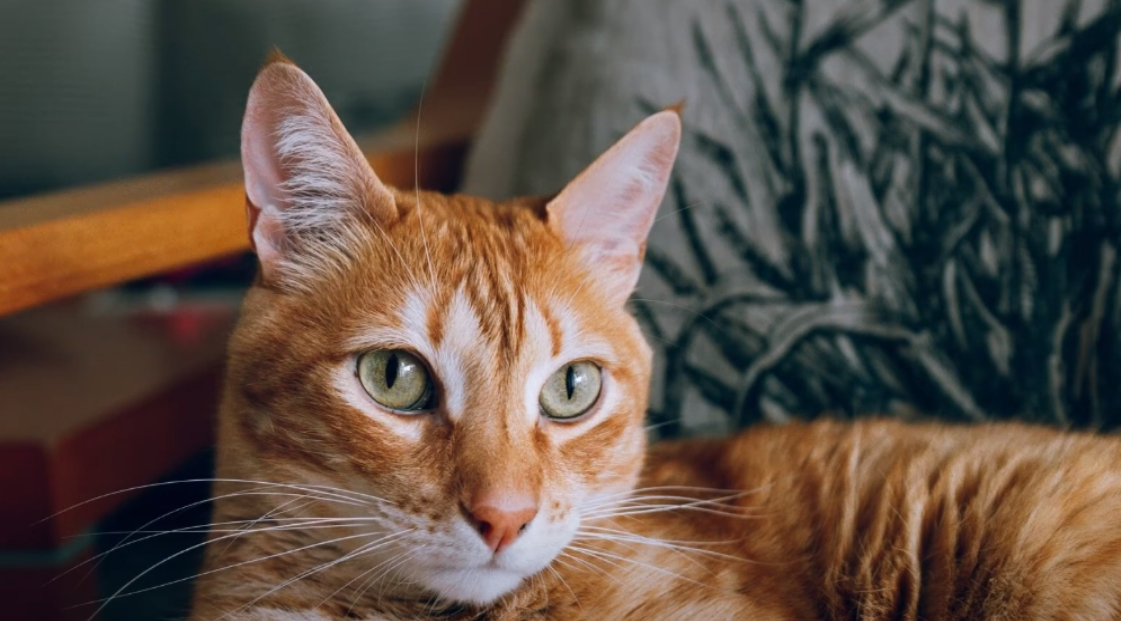 Girl Cat Names That Start With B - KittenWiki