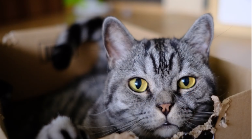Girl Cat Names That Start With B - KittenWiki