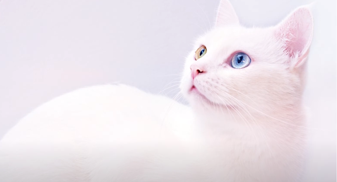 Girl Cat Names That Start With B - KittenWiki