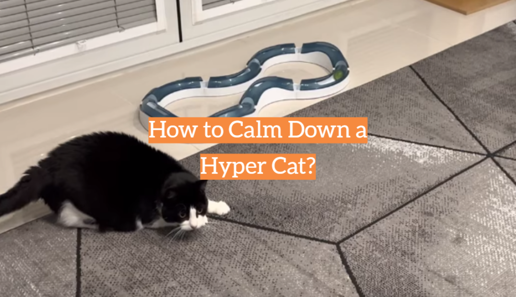 How to Calm Down a Hyper Cat? - KittenWiki