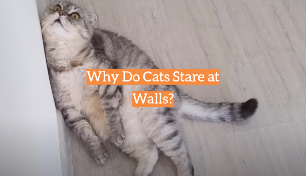 Why Do Cats Stare at Walls? - KittenWiki